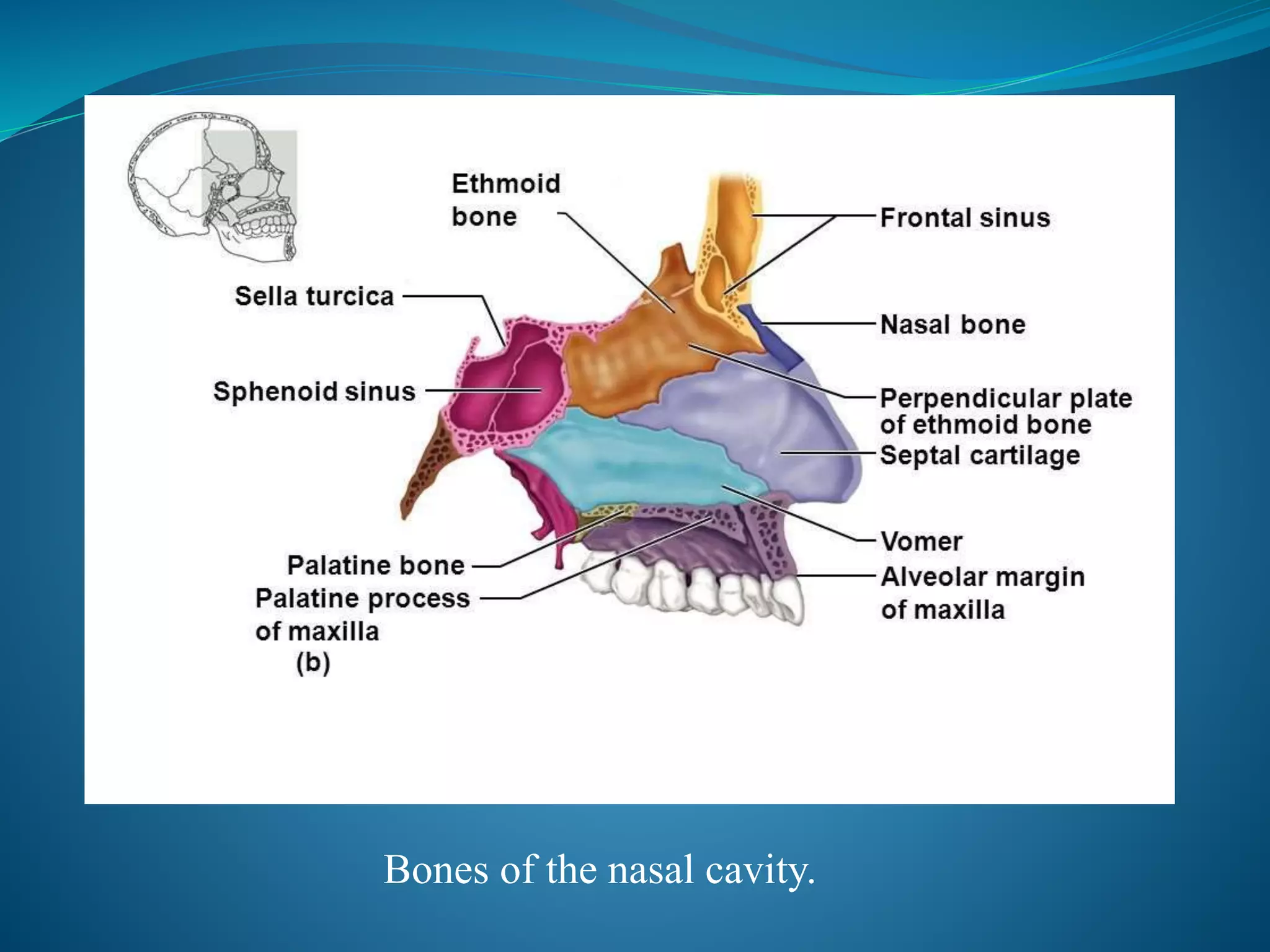 Nasal and nasoethmoidal fractures | PPTX