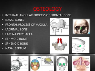 Nasal and noe fractures | PPTX