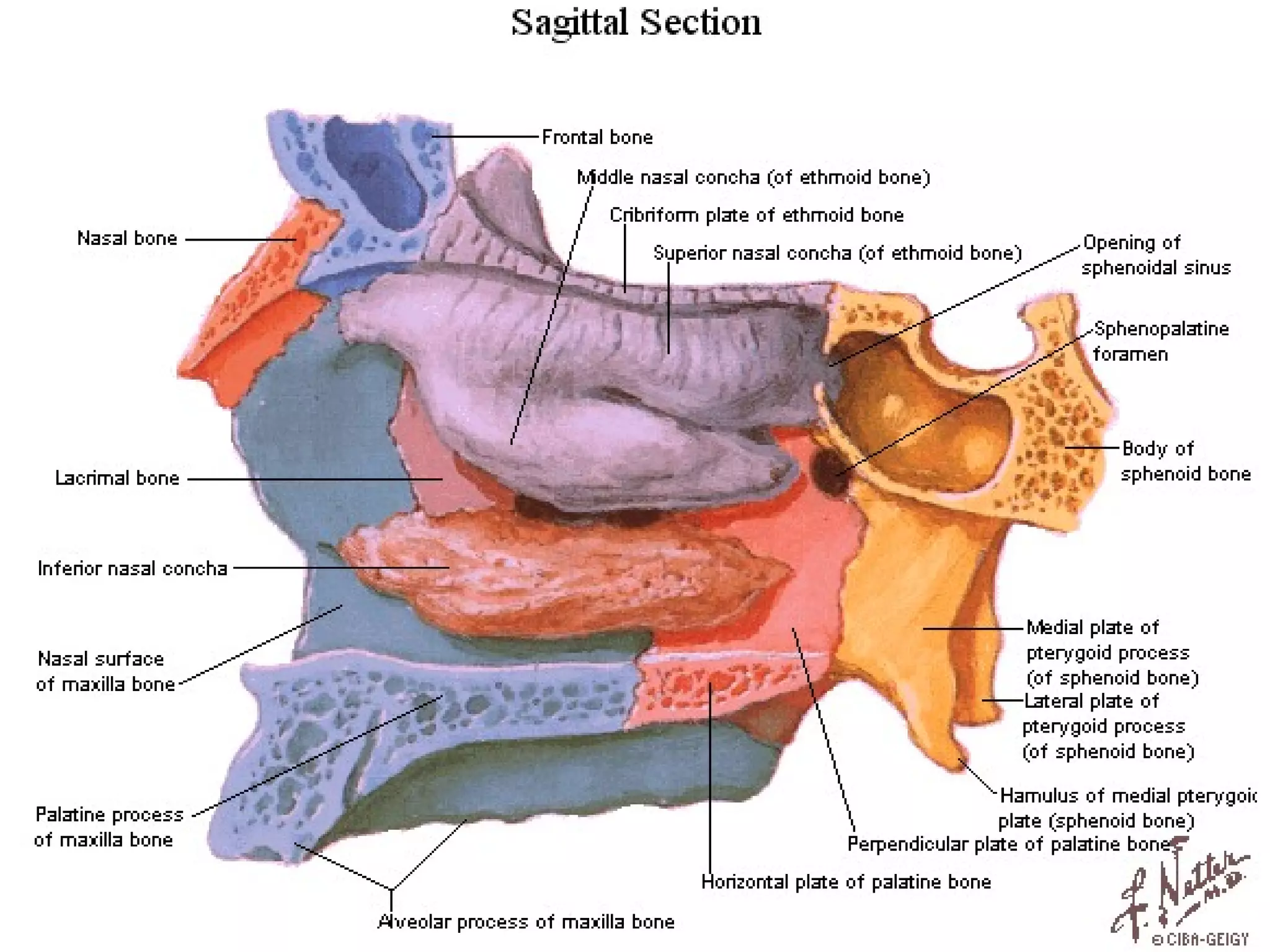 Anatomy of Nasal and oral cavity | PPT