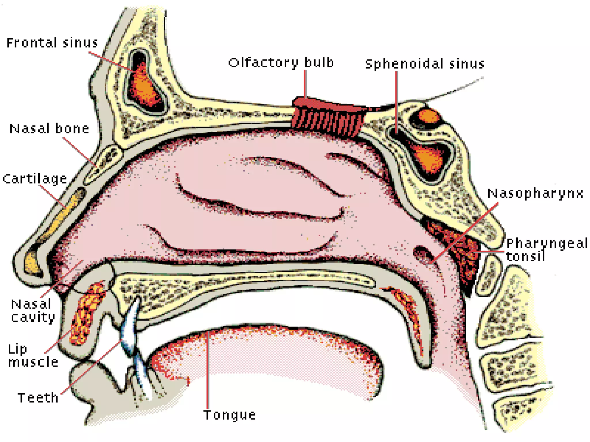 Anatomy of Nasal and oral cavity | PPT
