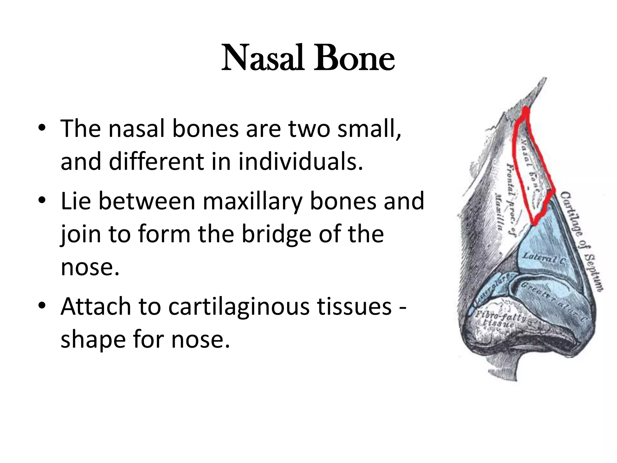 Nasal bone & nasal cavity | PPTX