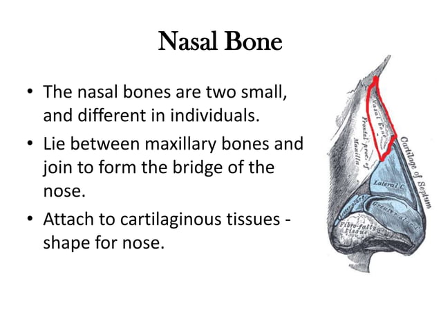 Nasal bone & nasal cavity | PPTX