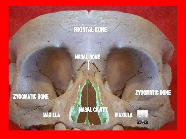 Nasal bone & nasal cavity | PPTX
