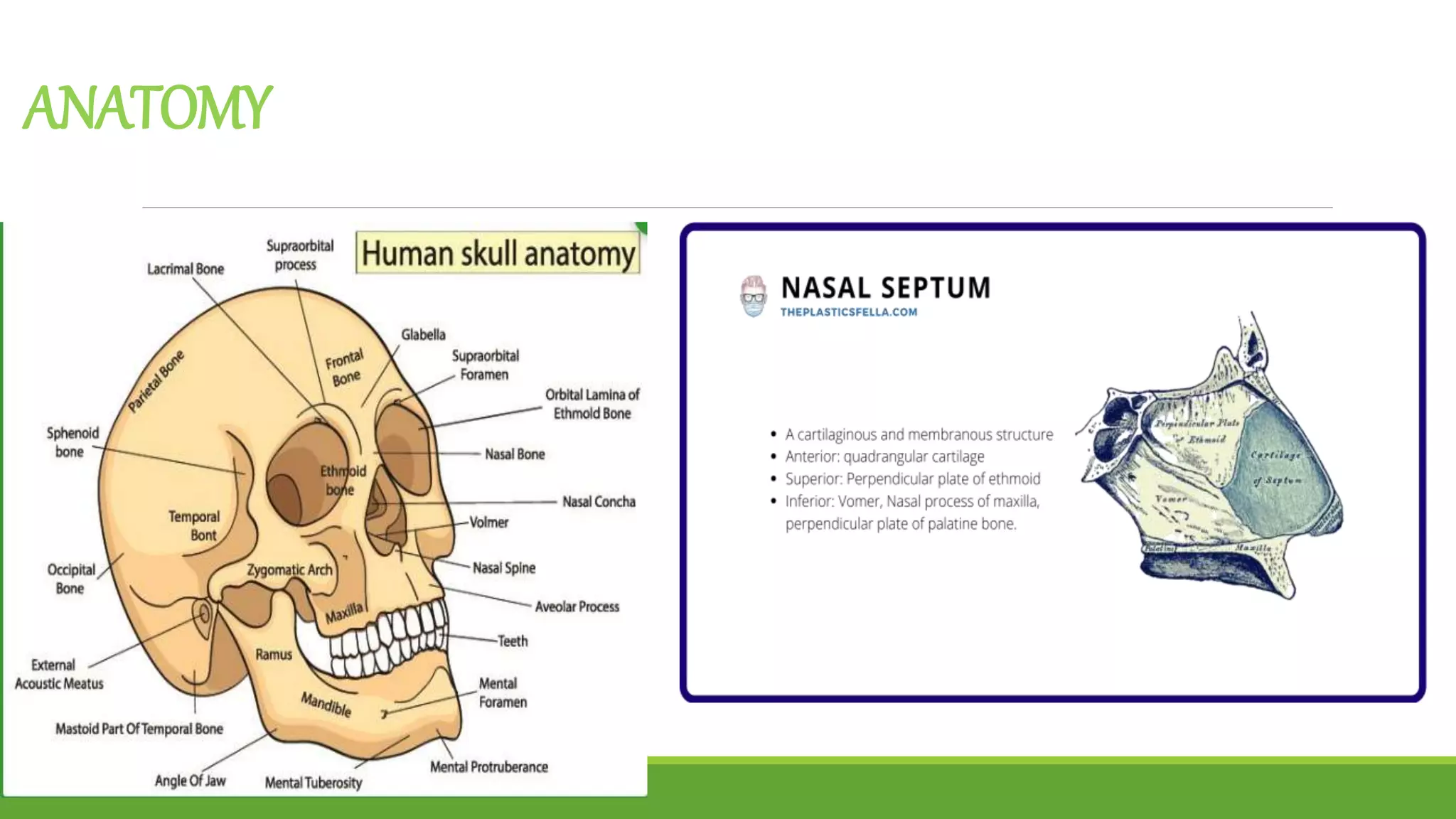 NASAL BONE VIEW.pptx