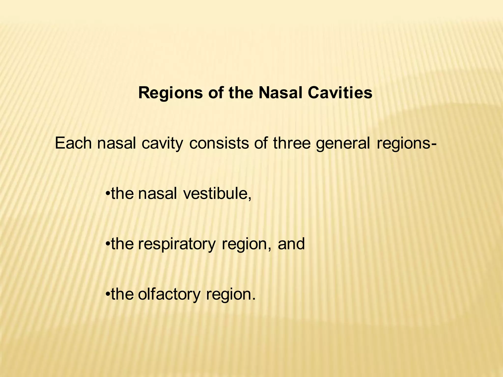 Nasal cavity | PDF