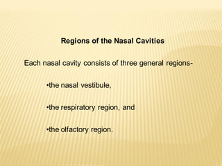 Nasal cavity | PDF