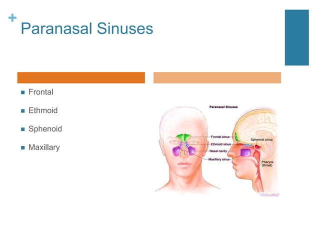 Nasal cavity and paranasal sinuses radiologic anatomy | PPTX