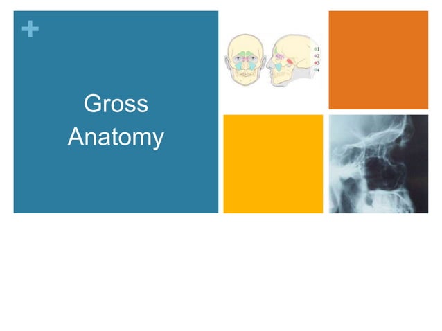 Nasal cavity and paranasal sinuses radiologic anatomy | PPTX