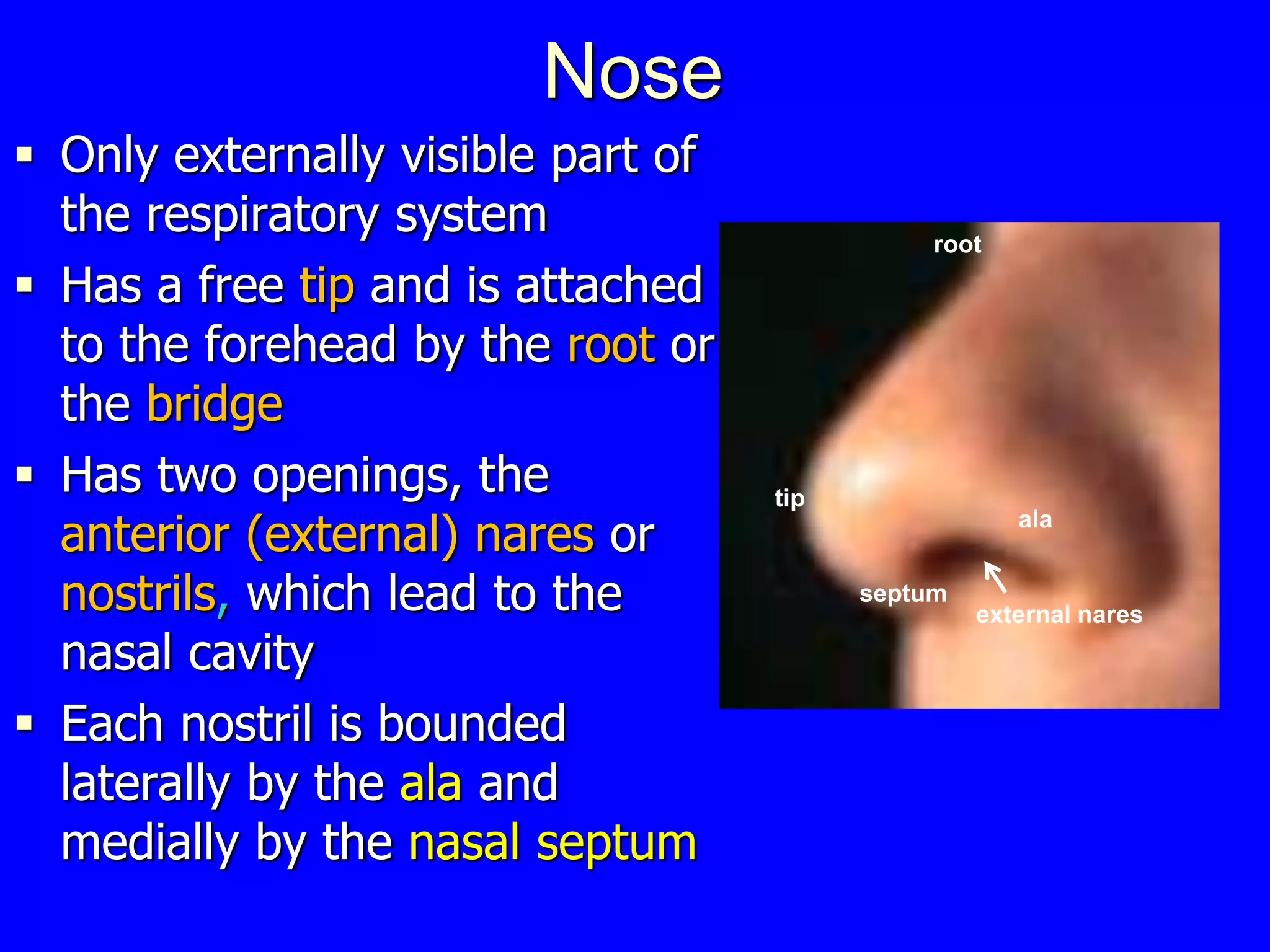 Nasal cavity | PDF