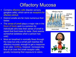 Nasal cavity | PDF