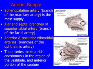 Nasal cavity | PDF