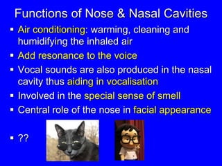 Nasal cavity | PDF