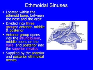 Nasal cavity | PDF