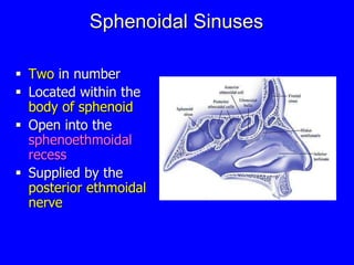 Nasal cavity | PDF