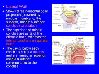 Nasal cavity | PDF