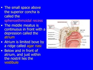 Nasal cavity | PDF