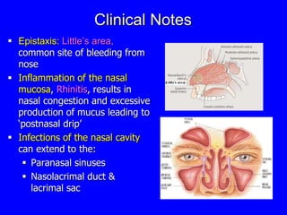 Nasal Congestion Diagram
