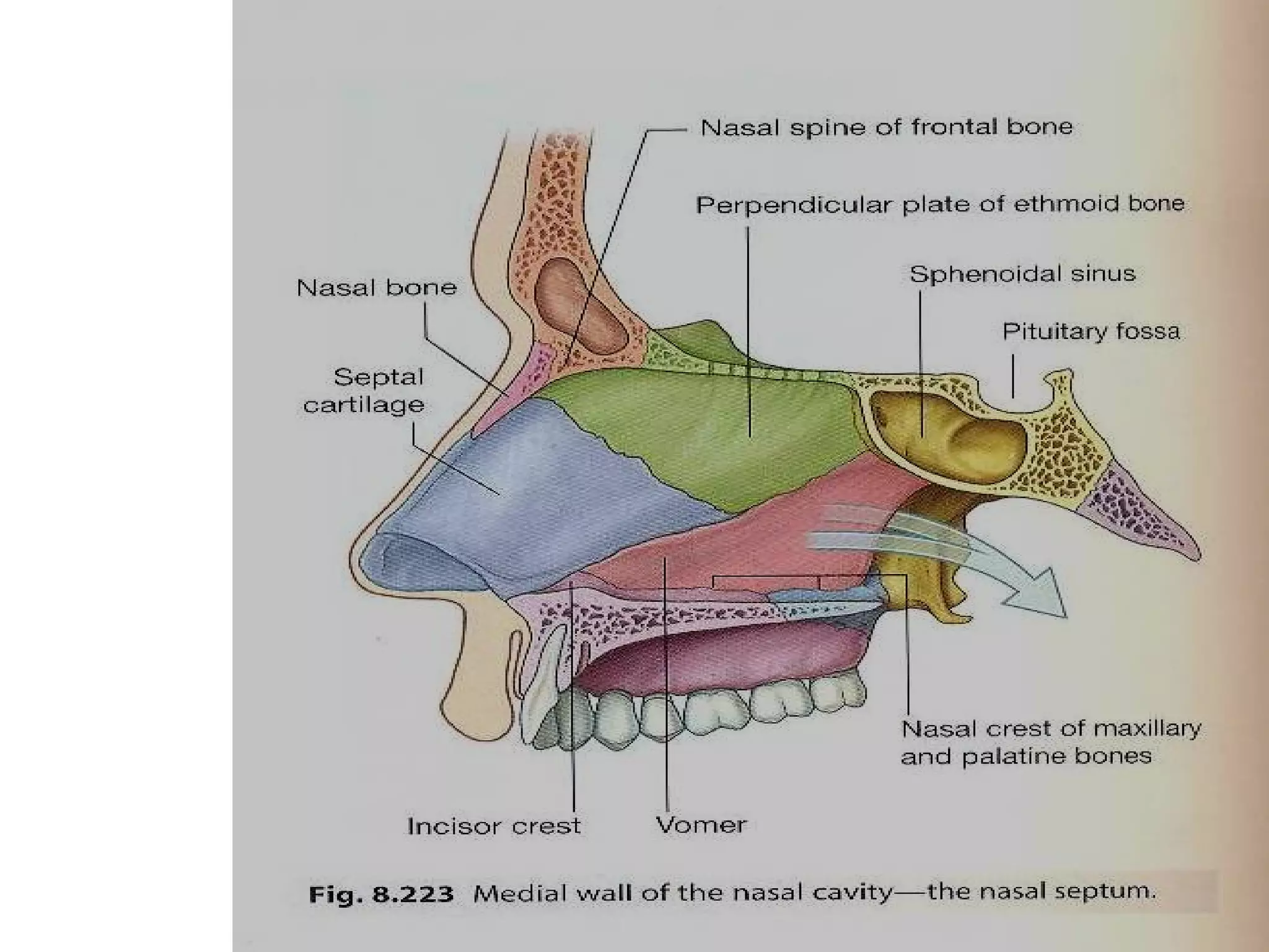 Nasal Cavity Anatomy | PPT