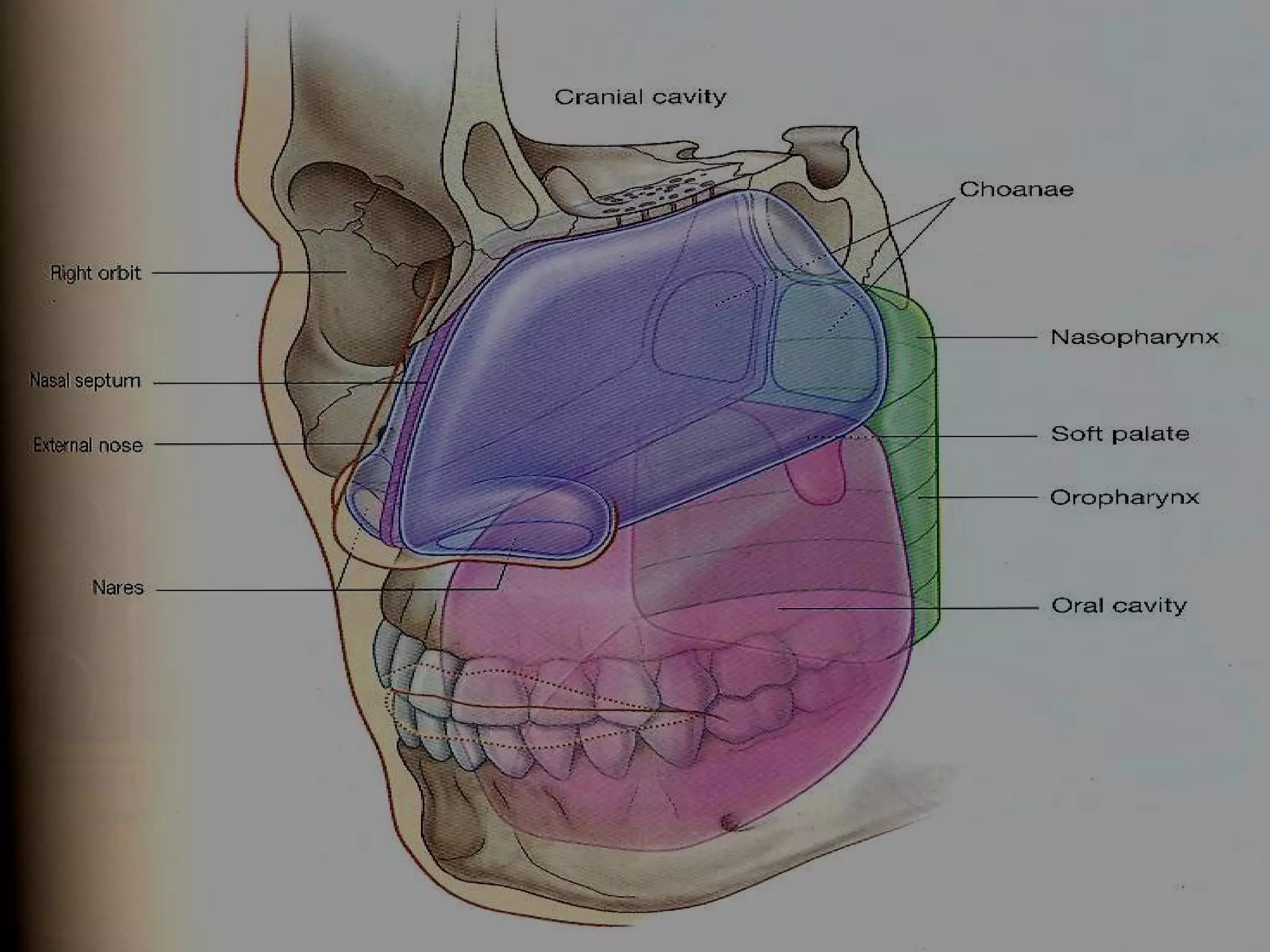 Nasal Cavity Anatomy | PPT