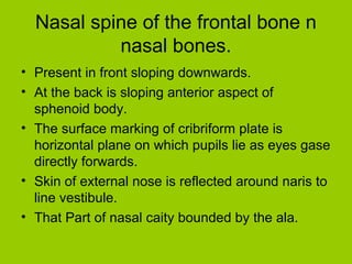 Nasal Cavity Anatomy | PPT