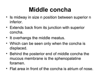 Nasal Cavity Anatomy | PPT
