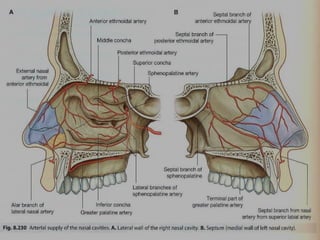 Nasal Cavity Anatomy | PPT