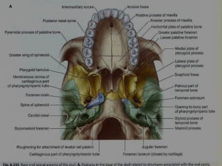 Nasal Cavity Anatomy | PPT