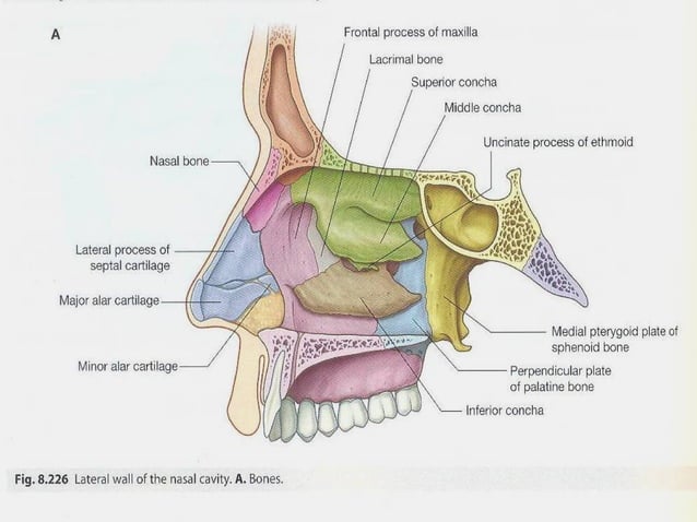 Nasal Cavity Anatomy | PPT
