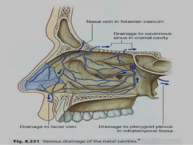 Nasal Cavity Anatomy