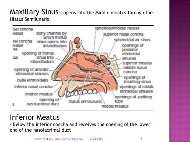 Nasal Cavity