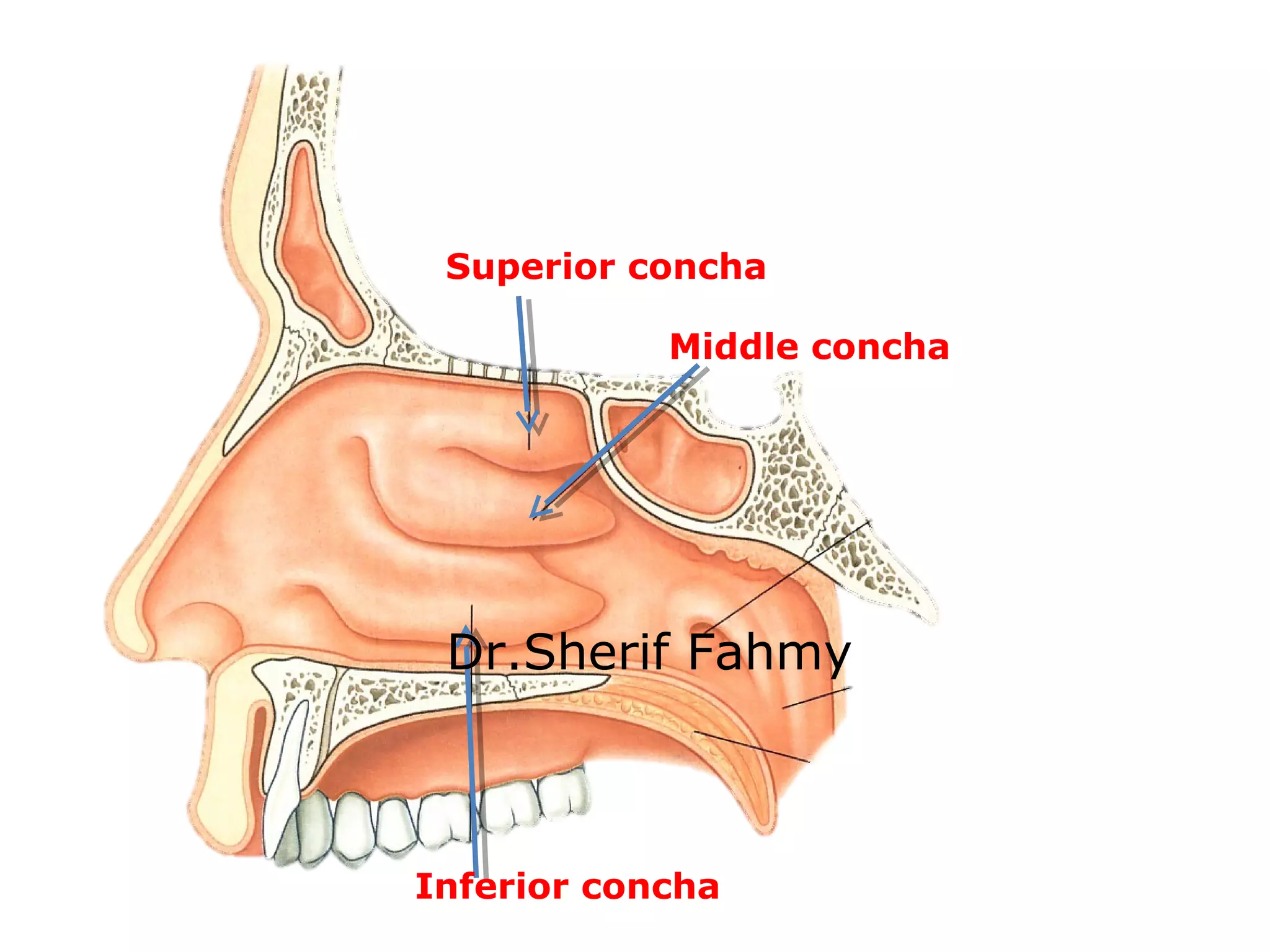 The Nose (Anatomy of the Neck) | PPS