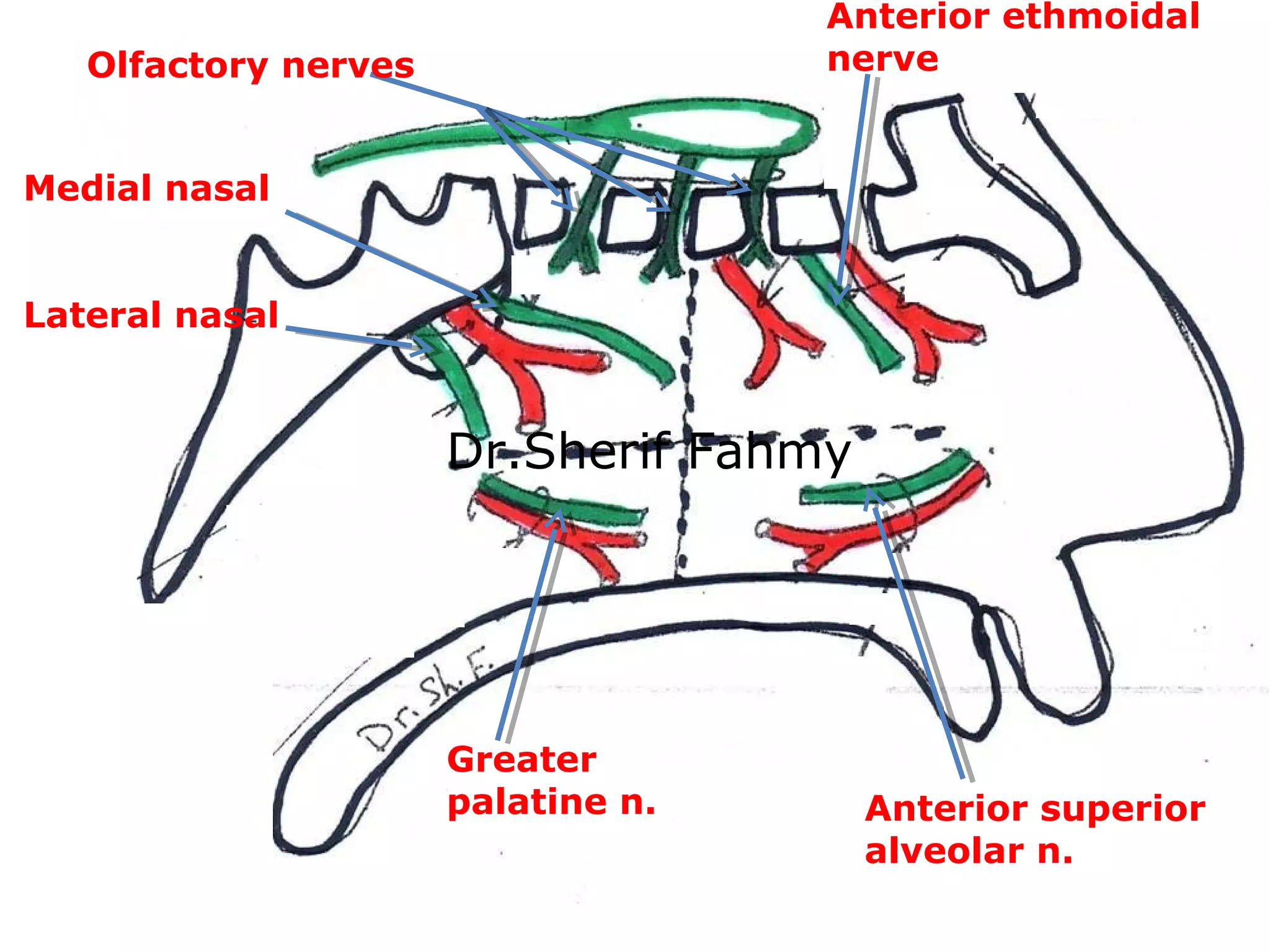 The Nose (Anatomy of the Neck) | PPS