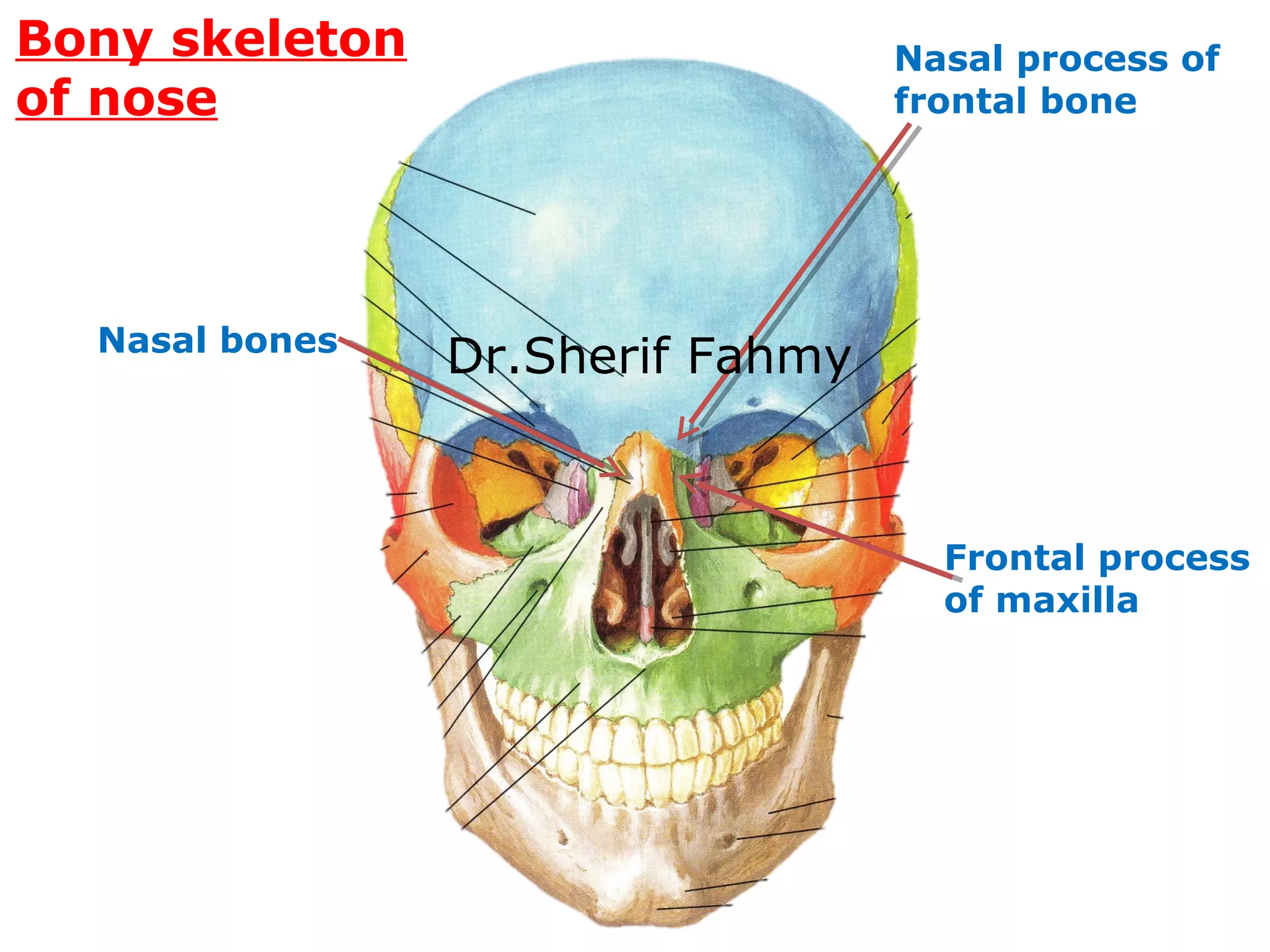 The Nose (Anatomy of the Neck) | PPS