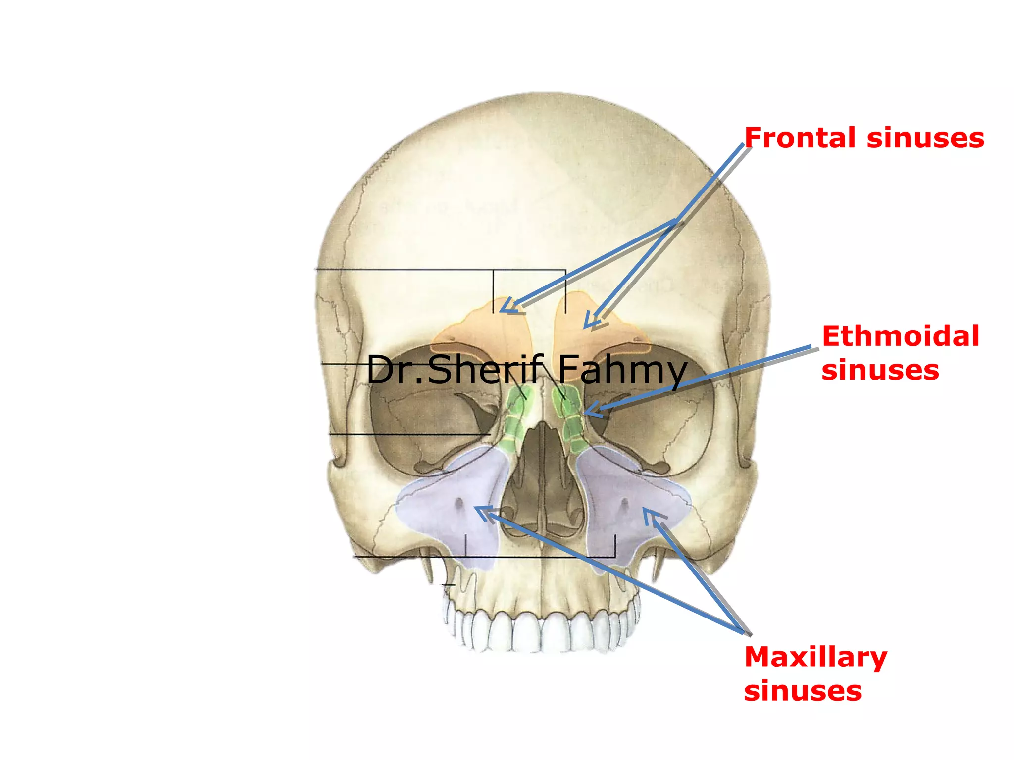 The Nose (Anatomy of the Neck) | PPS