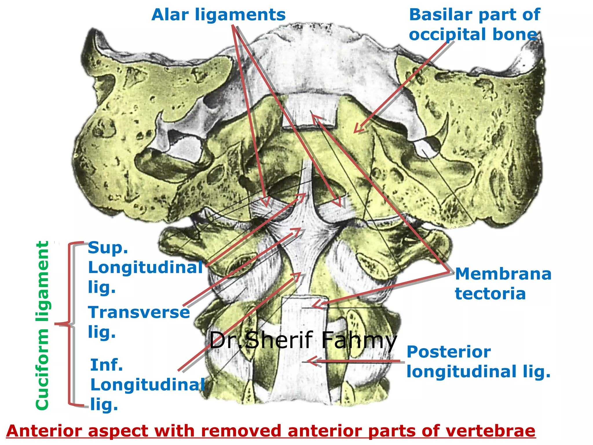 The Nose (Anatomy of the Neck) | PPS