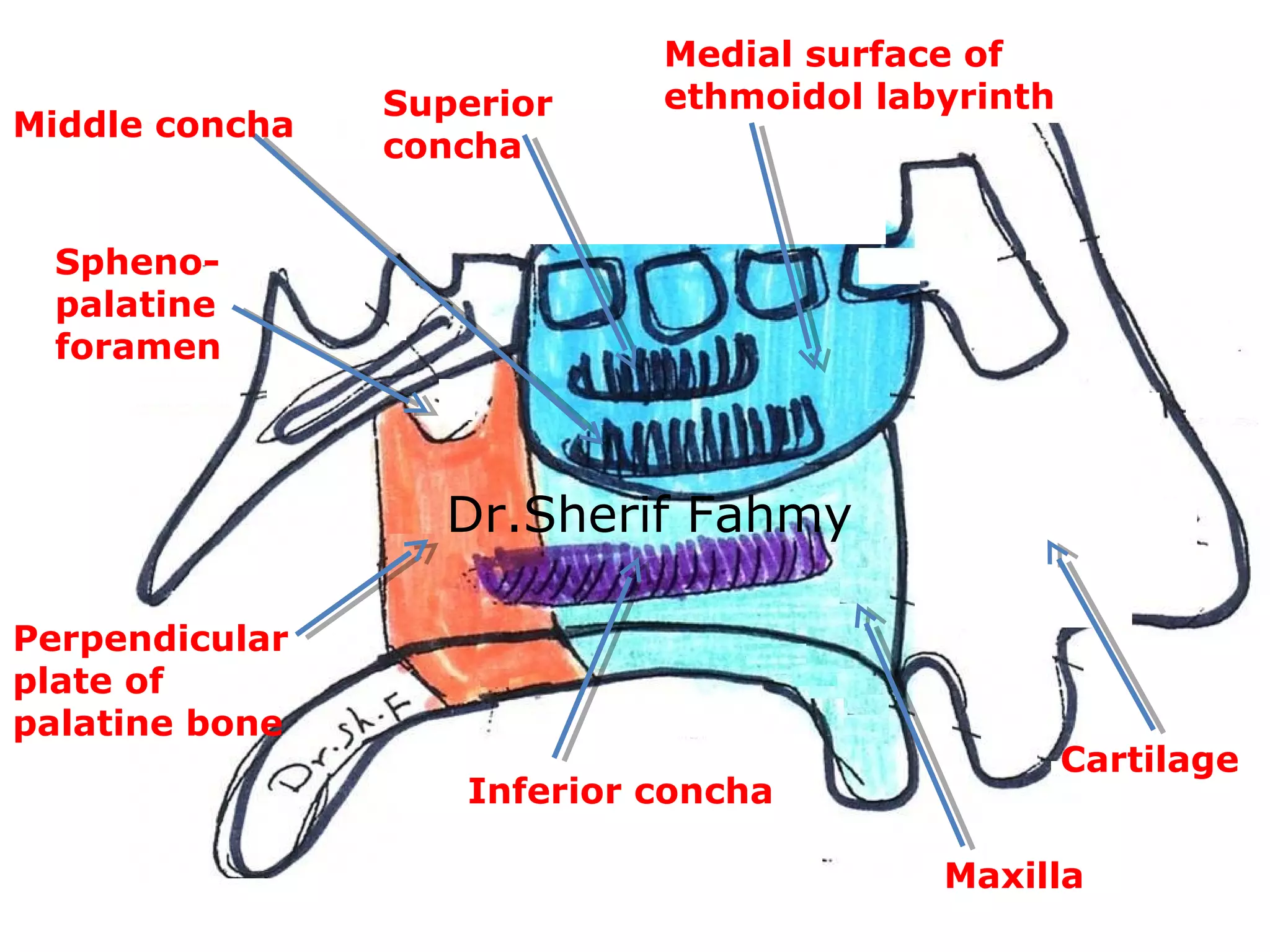 The Nose (Anatomy of the Neck) | PPS