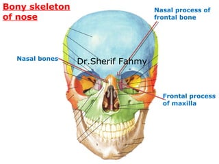 The Nose (Anatomy of the Neck) | PPS