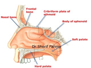 The Nose (Anatomy of the Neck) | PPS
