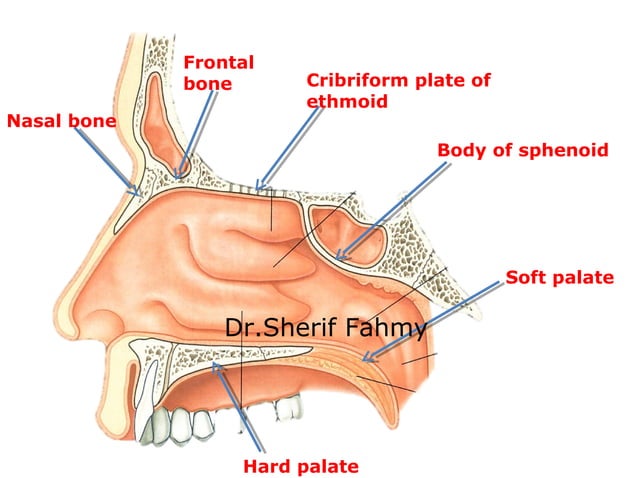 The Nose (Anatomy of the Neck) | PPT