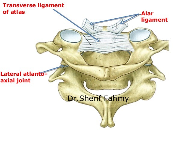 The Nose (Anatomy of the Neck)