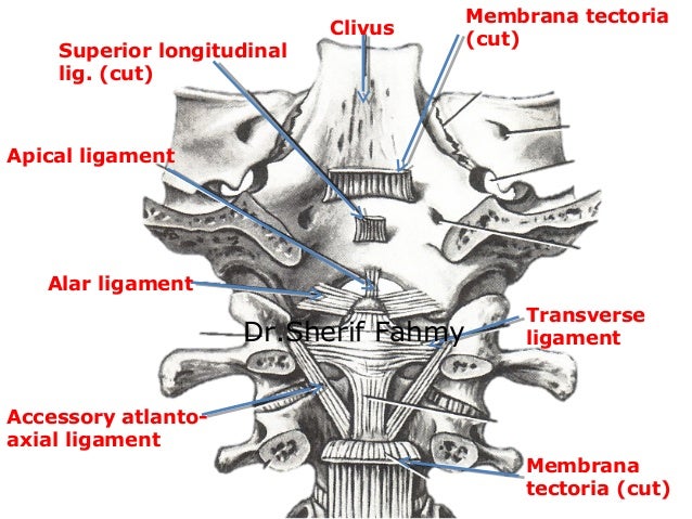 The Nose (Anatomy of the Neck)