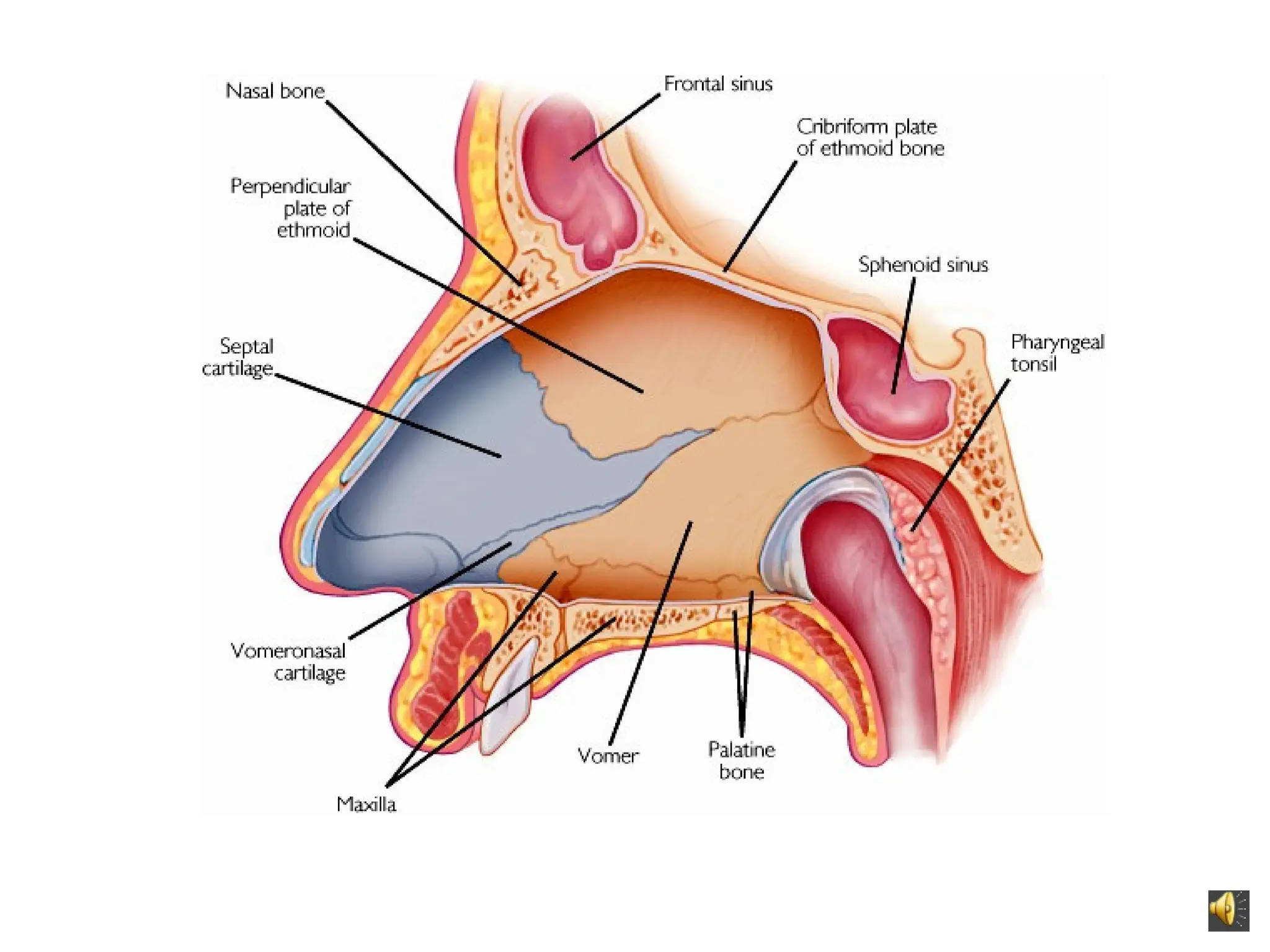 Nasal cavity anatomy of nasal cavity.pptx