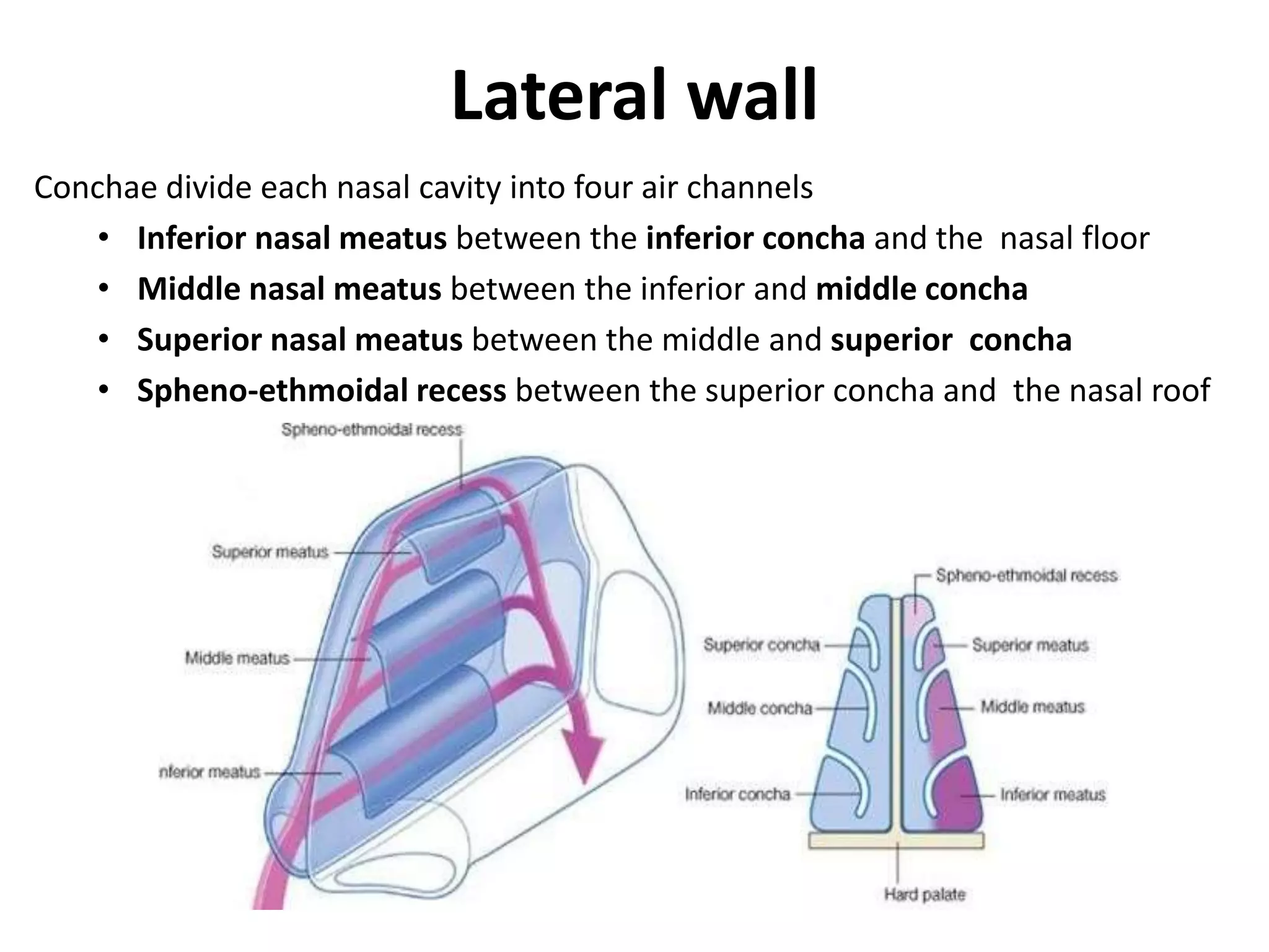 Nasal cavity (1).pptx