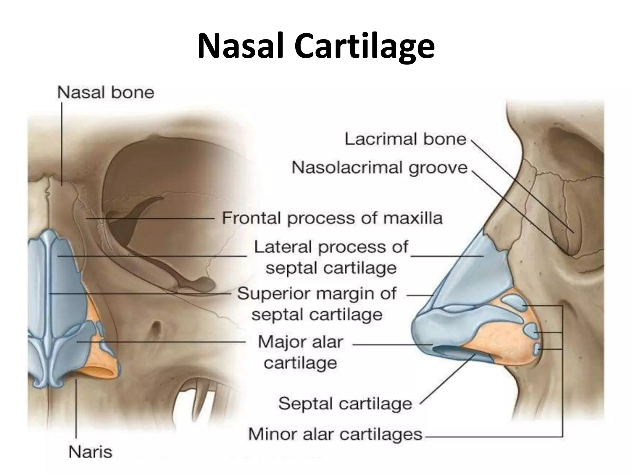 Nasal cavity (1).pptx
