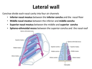 Nasal cavity (1).pptx