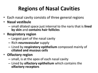 Nasal cavity (1).pptx