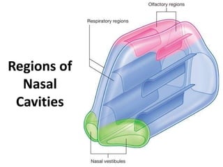 Nasal cavity (1).pptx