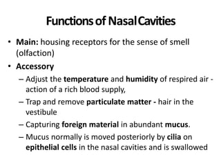 Nasal cavity (1).pptx