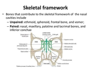 Nasal cavity (1).pptx