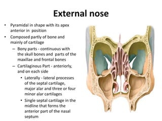 Nasal cavity (1).pptx